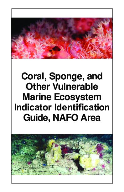 Pdf Coral Sponge And Other Vulnerable Marine Ecosystem Indicator Identification Guide Nafo