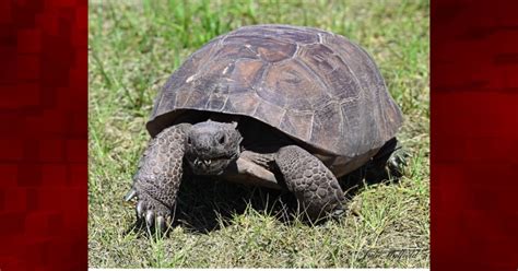 Man Charged With Keeping Endangered Gopher Tortoise In 5 Gallon Bucket