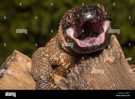 Rio Fuerte Beaded Lizard Heloderma Exasperatum From Sonora Mexico