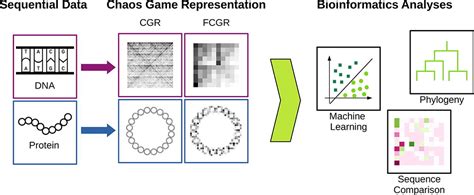 Chaos Game Representation And Its Applications In Bioinformatics Computational And Structural