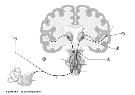 Auditory Pathway Study Guide Biology Terms And Definitions Flashcards