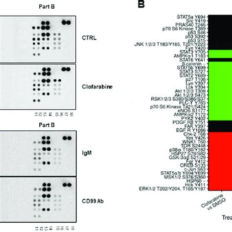 Phosphokinase Array Analysis Of Sta Et72 Cells After Treatment With Download Scientific