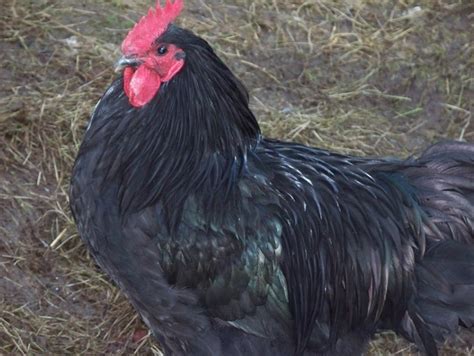 Java Java Chicken Chicken Breeds Meat Birds