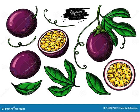 Passion Fruit Easy To Draw At Albert Stallings Blog