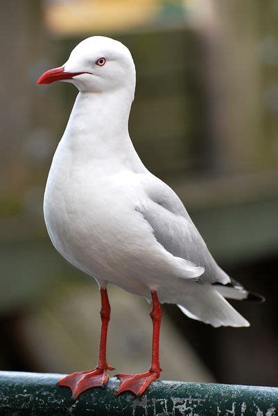 Tutorial De Gimp Inform Tica Picuino