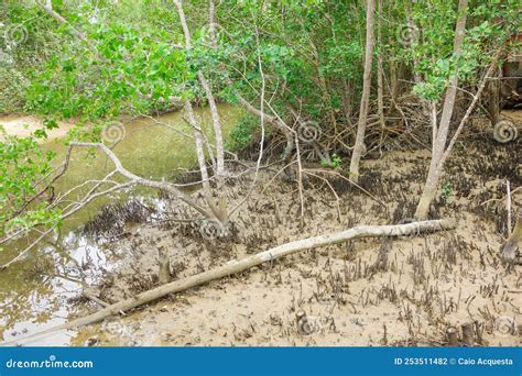 Lush Mangrove Forest Mangrove Ecosystem Root Respiration Through
