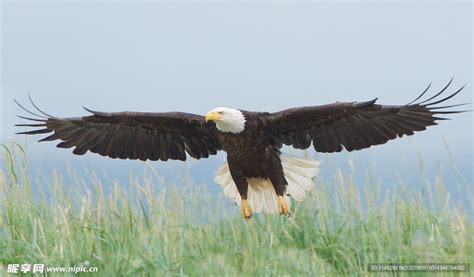 海雕摄影图 鸟类 生物世界 摄影图库 昵图网