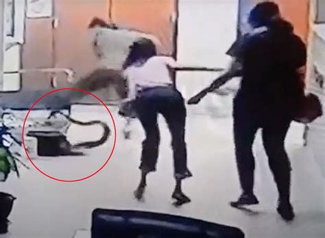 Woman Frantically Fighting Off A Python Hiding Under Trolley