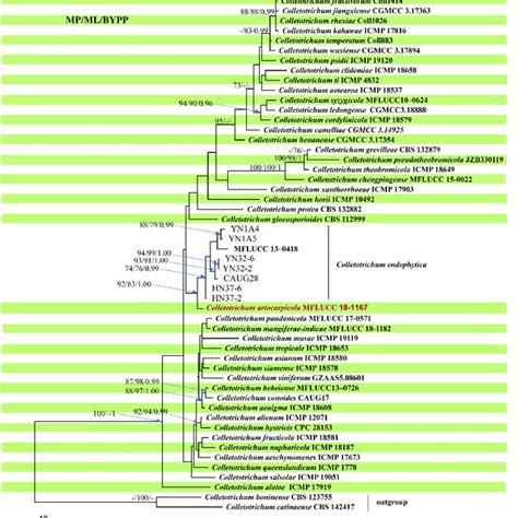 phylogenetic tree generated by maximum parsimony analysis of combined