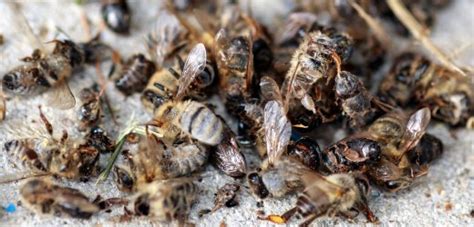 Пчеларство Здрава Србија