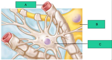 Nervous System Lab Quiz Flashcards Quizlet