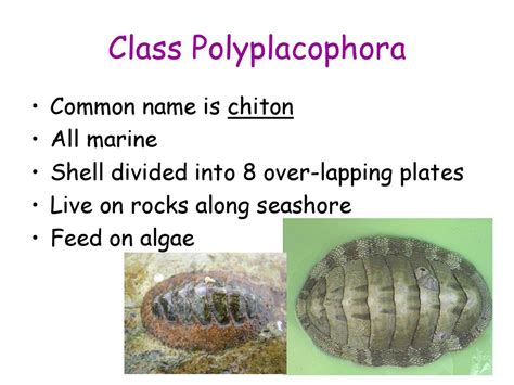 Phylum Mollusca Ppt Download
