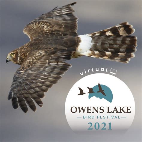 2021 Virtual Owens Lake Bird Festival Presented By Friends Of The Inyo