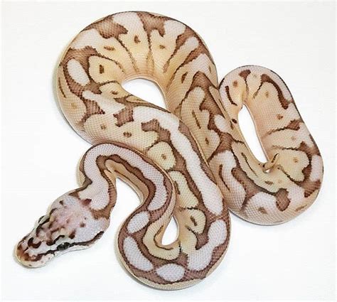 Queen Bee Female Ballpython Ballpythons