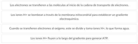 Bq 1s Fosforilación Oxidativa Quizlet