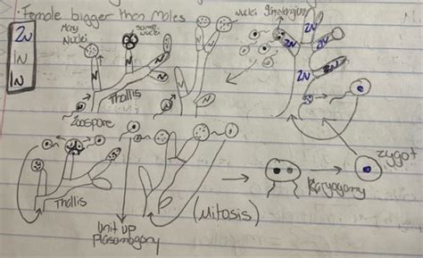 Blastocladiomycota Flashcards Quizlet