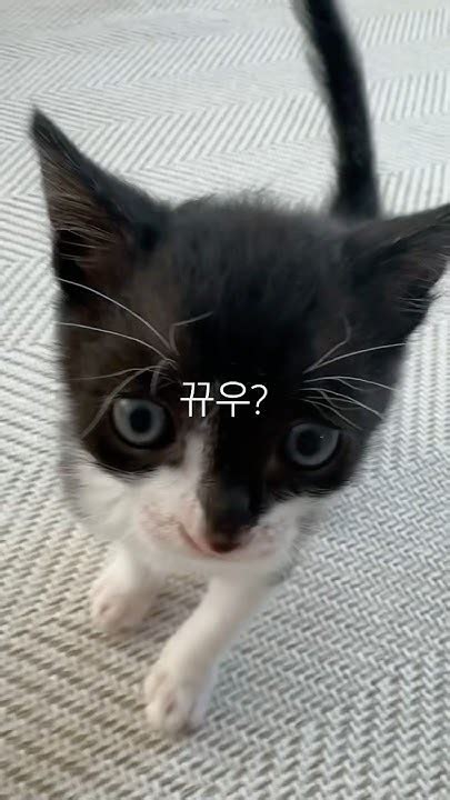 꼬미야 미안해 ㅋㅋ 고양이 깜냥 Cat 냥춘기 Youtube