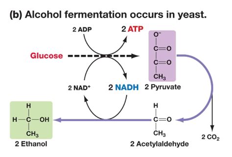 Alcohol Fermentation