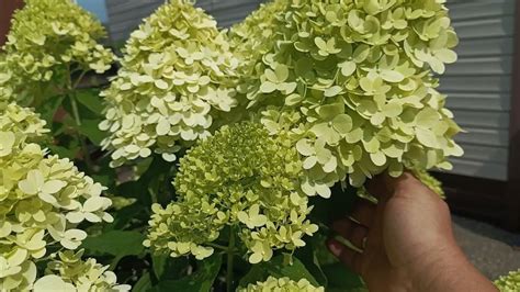 2 августа 2024г Мои цветущие гортензии🌺 Обзор Youtube