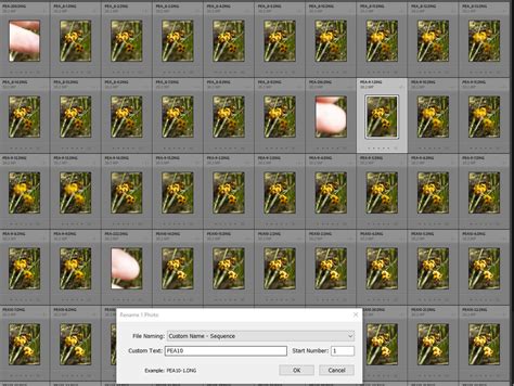 Seriously Simple Numbering Issue Lightroom Queen Forums