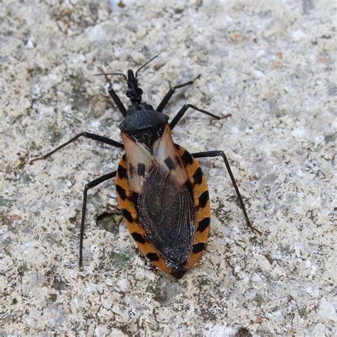How To Identify Kissing Bugs Abc Home And Commercial Services Blog