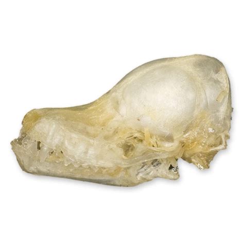 Real Javan Pipistrelle Bat Skull — Skulls Unlimited International Inc