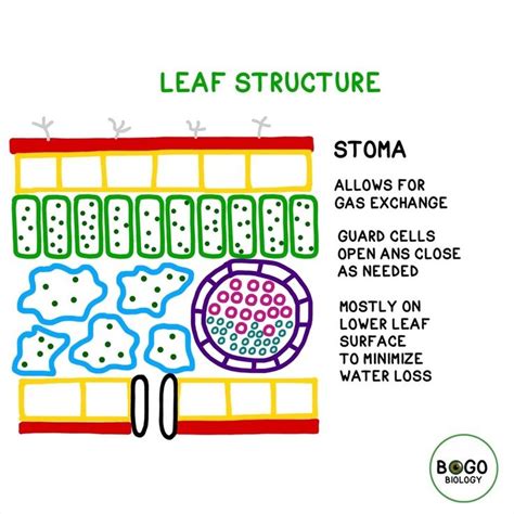 Leaf Structure And Function Leaf Structure And Function Study Flashcards Leaf Structure
