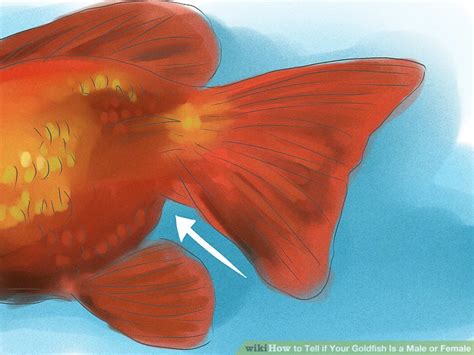 How To Tell If Your Goldfish Is A Male Or Female Welcome Jmeworld