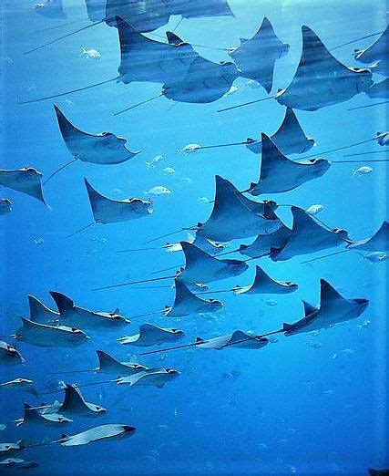 Stingrays Swimming Together In The Blue Ocean