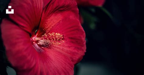 빨간 히비스커스 꽃의 근접 촬영 사진 사진 Unsplash의 무료 빨강 이미지