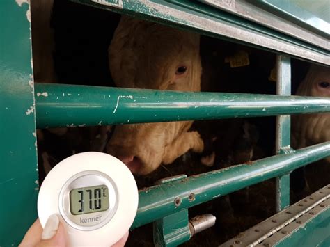 Some Eu Member States Oppose A Ban On Live Animal Export