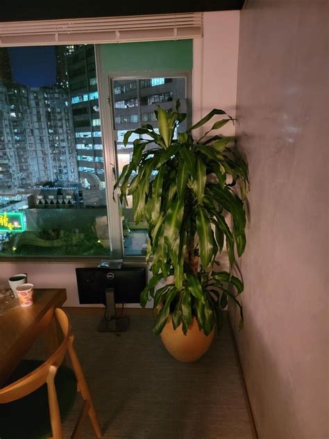 Samsung Galaxy S Ultra Vs Vivo X Pro Plus Android Camera Kings Go For A Shootout