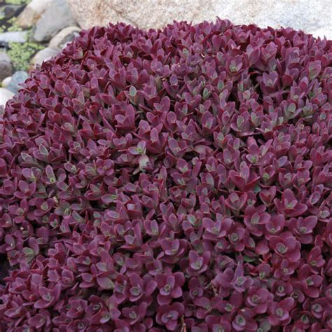 Sedum Firecracker Kool Breeze Farms