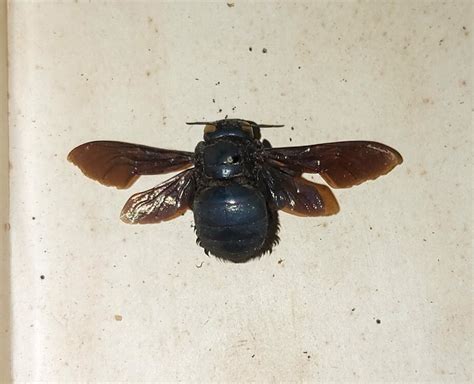 Apoderus Javanicus Jekel