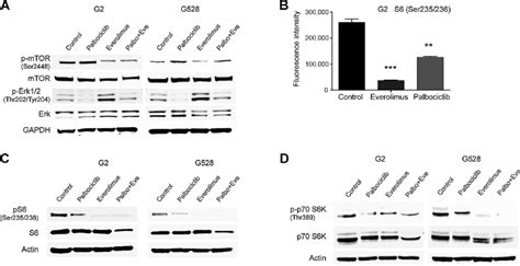 Cdk4 6 Inhibition And Mtor Inhibition Cooperate Through Multiple Download Scientific Diagram