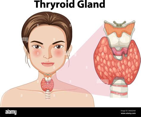 Detailed Depiction Of The Human Thyroid Gland Stock Vector Image And Art