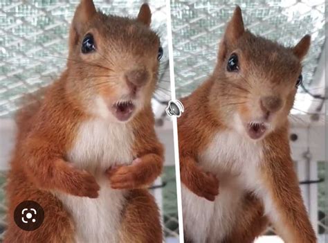 Create Meme Red Squirrel Funny Squirrels Evil Squirrel Pictures