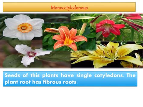 Classification Of Plant Pptx