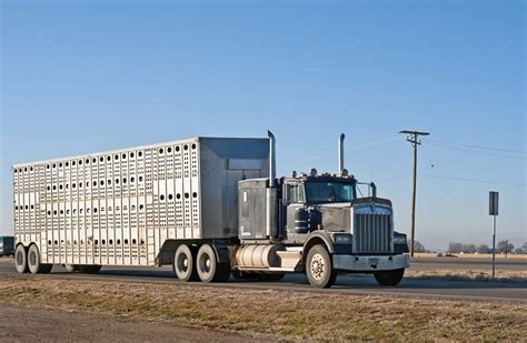 Beef Producers Look At Impact Of Transportation On Cattle