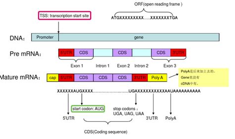 分子生物学整理 基因和dna笔记（一） 知乎