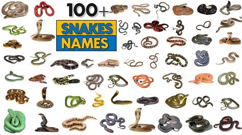 What Is A Good Snake Name at David Delarosa blog