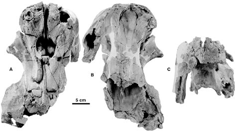 Figure 3 From The Anatomy Of Odobenocetops Delphinoidea Mammalia