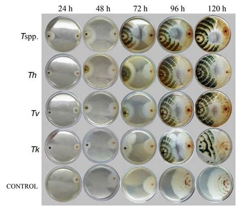 In Vitro Antagonism Of Trichoderma Against Rhizoctonia Solani