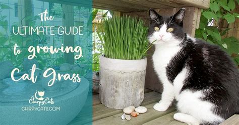The Ultimate Guide To Growing Cat Grass 2021