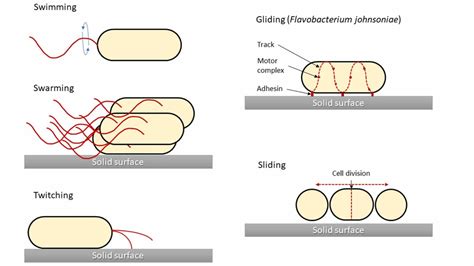 Sucrose Gradient Centrifugation Biology Notes Online