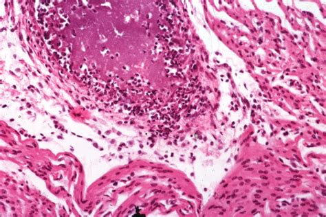 00006065 Peir Digital Library