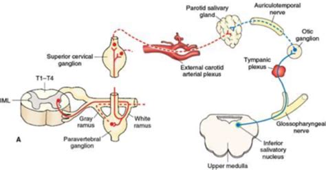 Lecture 38 Autonomic Nervous System Organs Flashcards Quizlet