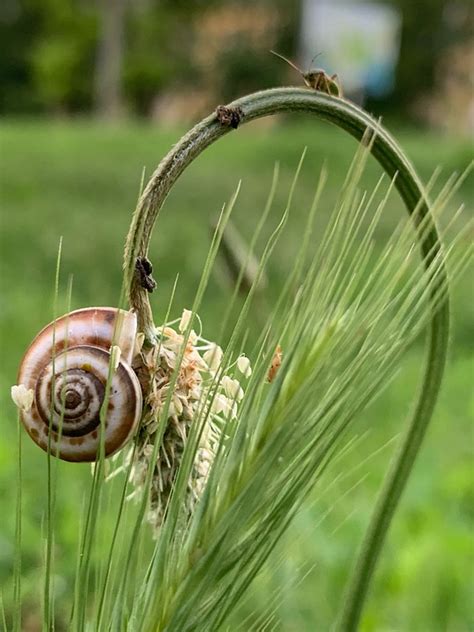 Snail Shell Mollusk Free Photo On Pixabay Pixabay