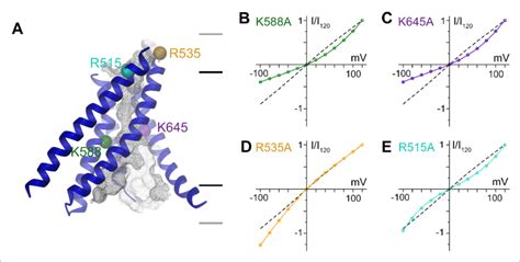 Functional Properties Of Mutants Of Pore Lining Residues A Structure Download Scientific