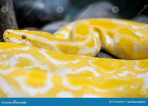 Close Up Of Big Python Regius Or Royal Python Is A Large Non Poisonous